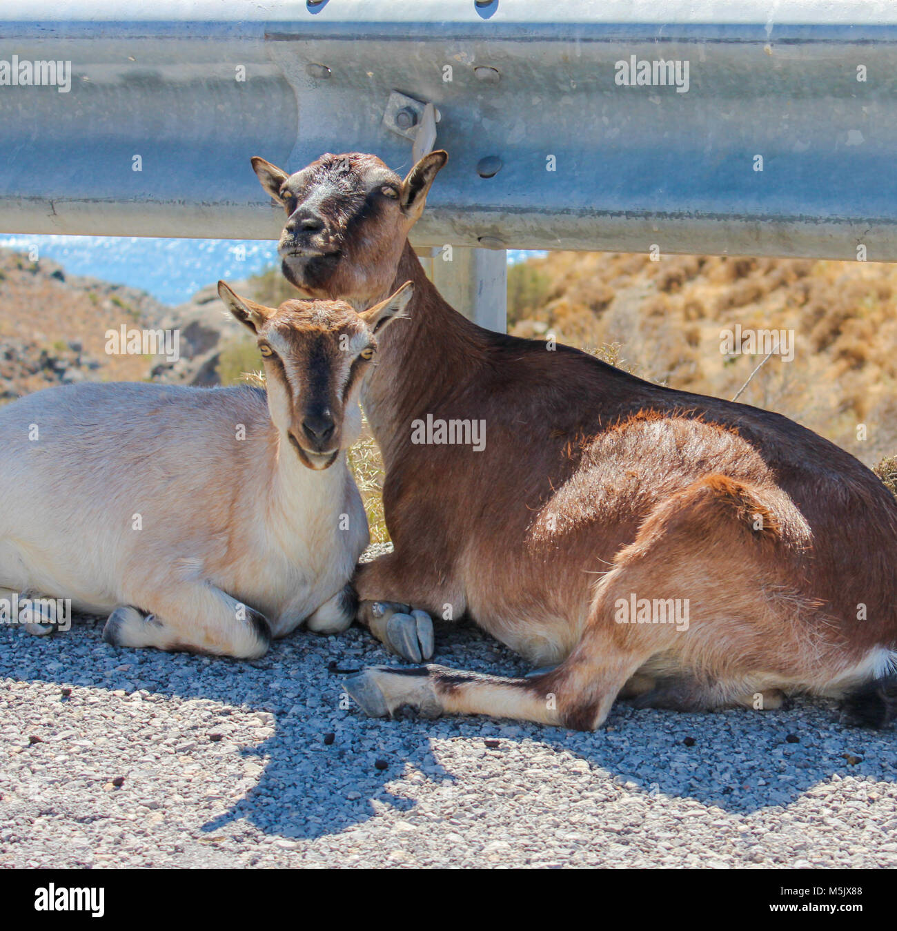 Two goats lying next to each other on the street in Greece Stock Photo ...