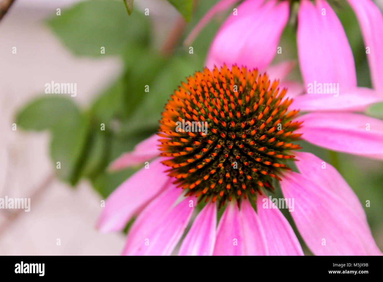 Beautiful pink flower Stock Photo - Alamy