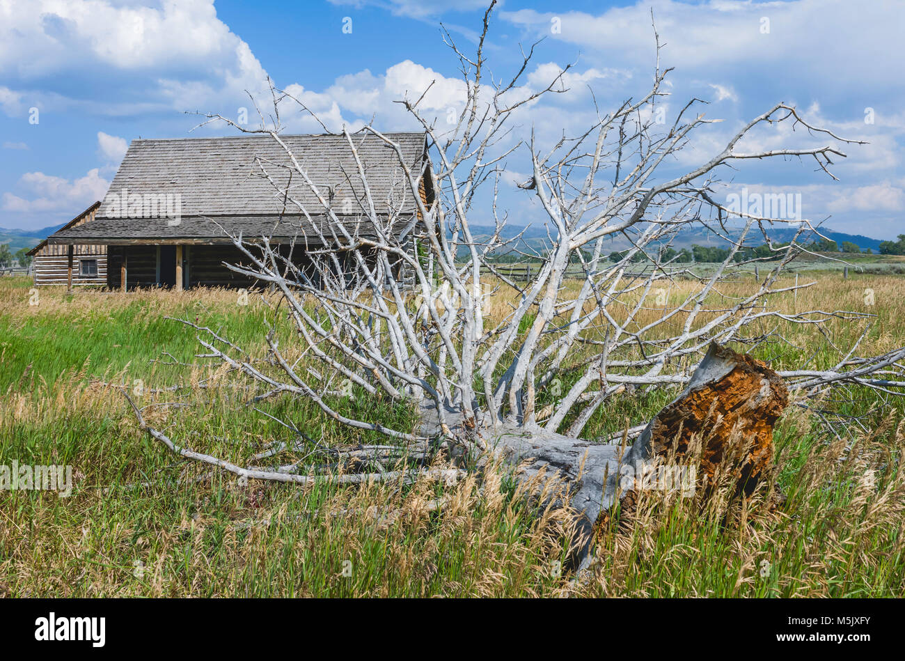 Storm damaged tree and abandoned old barn surrounded by prairie and a ...
