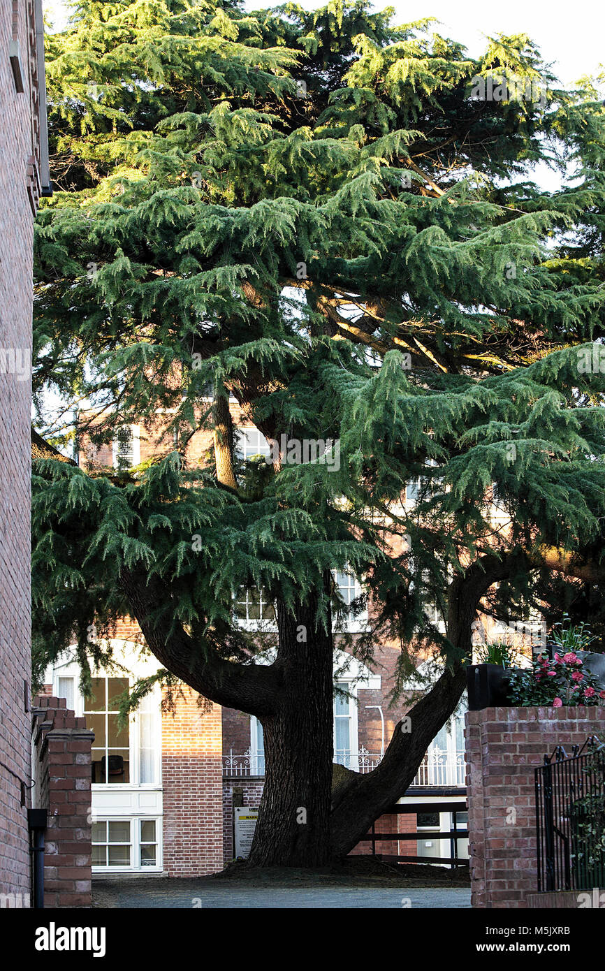Beautiful Cedar tree stationed between buildings in the merchant town ...