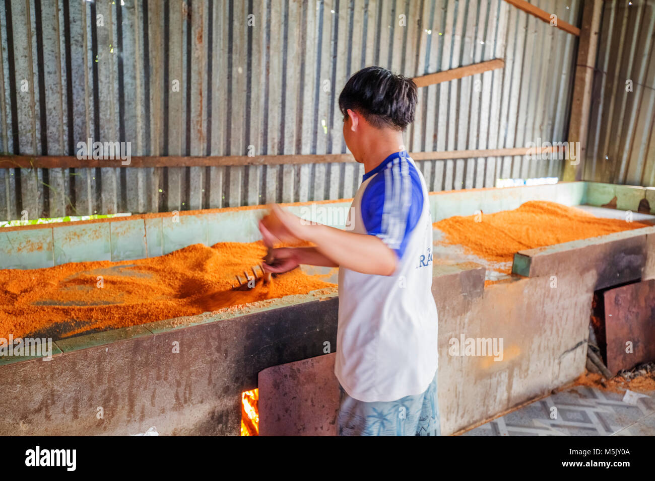 Processing Tây Ninh shrimp salt (muoi tom) of Vietnamese cuisine. Tay ...