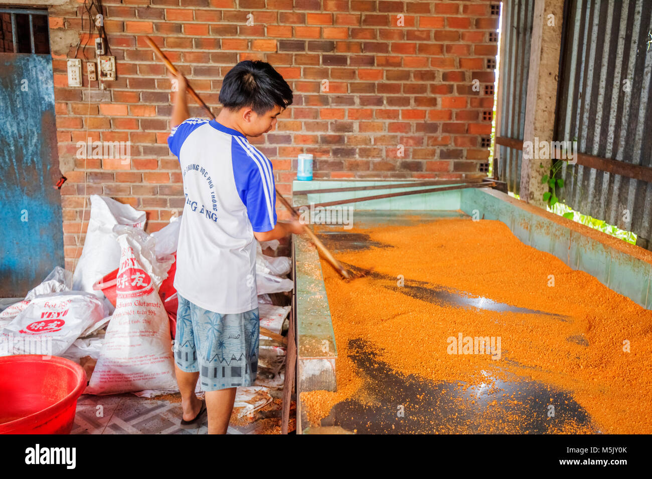 Processing Tây Ninh shrimp salt (muoi tom) of Vietnamese cuisine. Tay ...