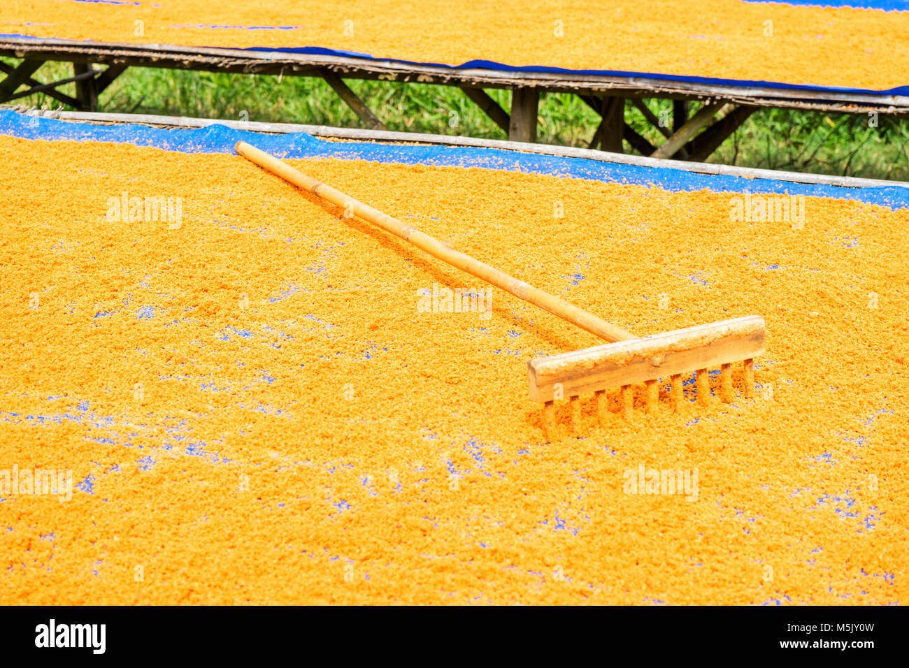 Processing Tây Ninh shrimp salt (muoi tom) of Vietnamese cuisine. Tay ...