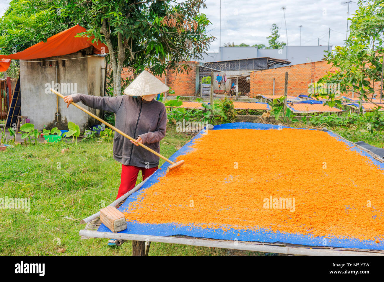 Processing Tây Ninh shrimp salt (muoi tom) of Vietnamese cuisine. Tay ...