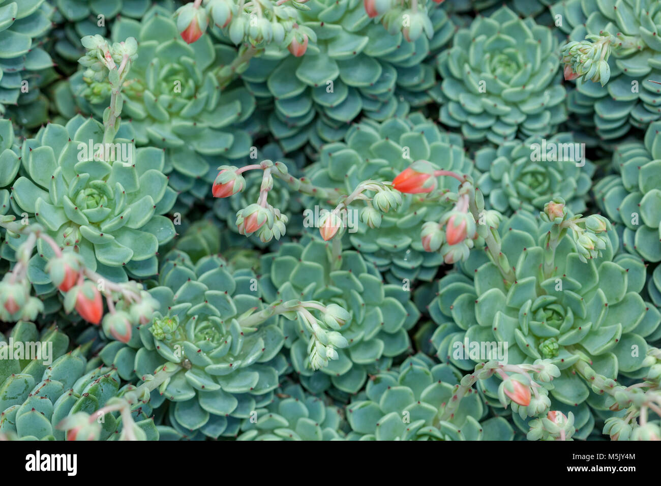 Cuspidata hi-res stock photography and images - Alamy