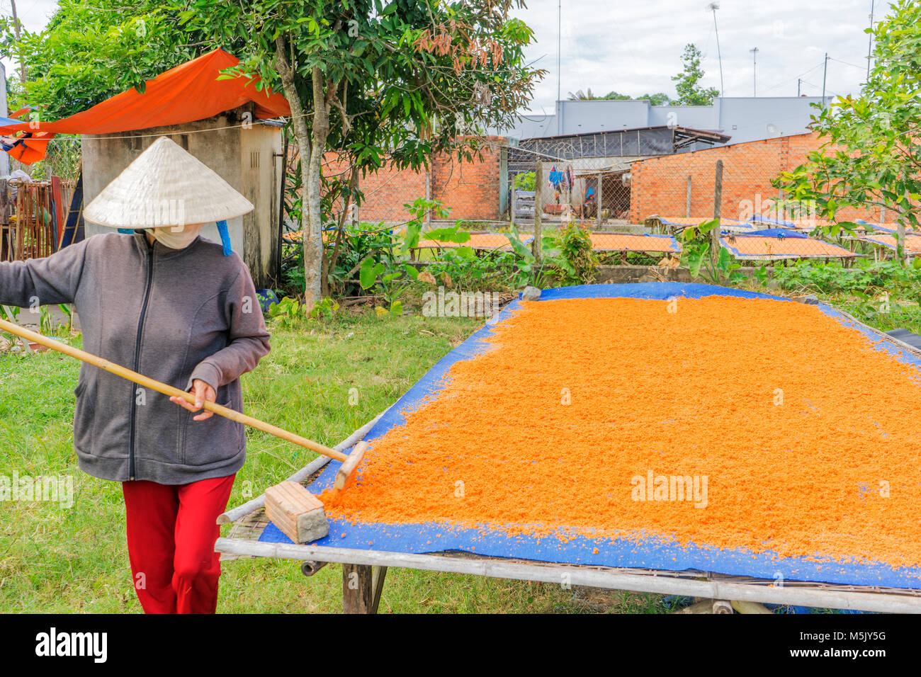 Processing Tây Ninh shrimp salt (muoi tom) of Vietnamese cuisine. Tay ...
