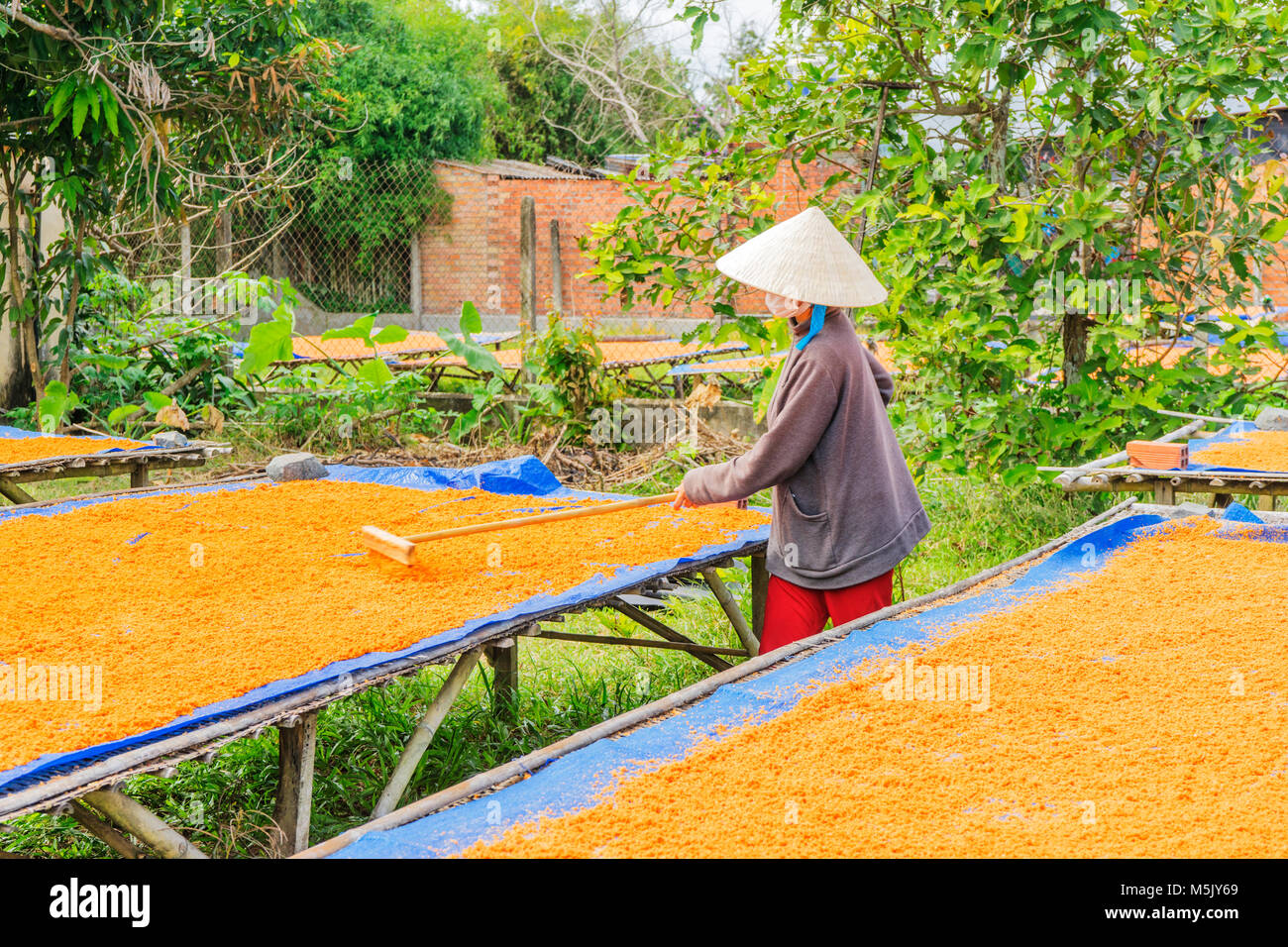 Processing Tây Ninh shrimp salt (muoi tom) of Vietnamese cuisine. Tay ...