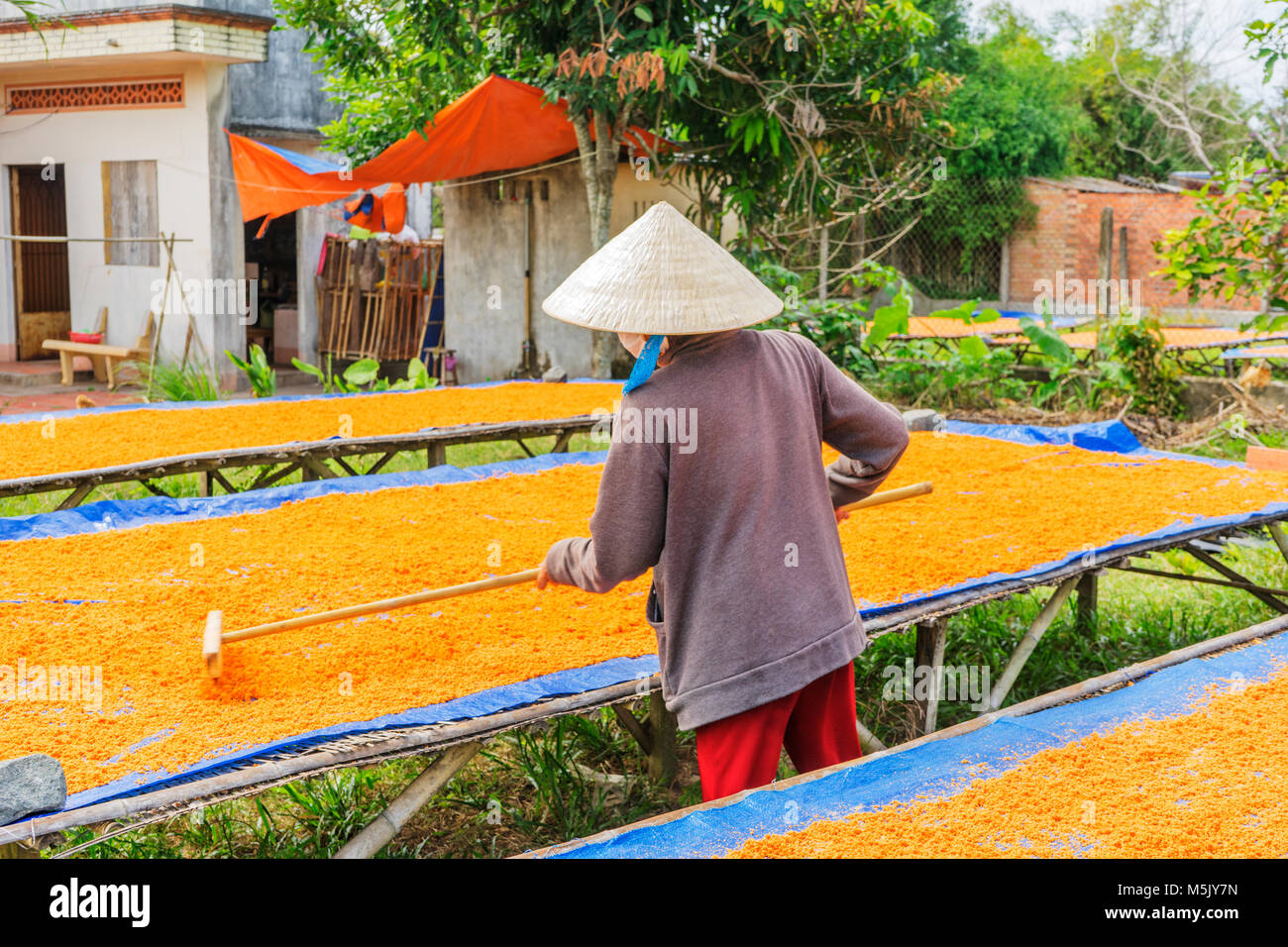 Processing Tây Ninh shrimp salt (muoi tom) of Vietnamese cuisine. Tay ...