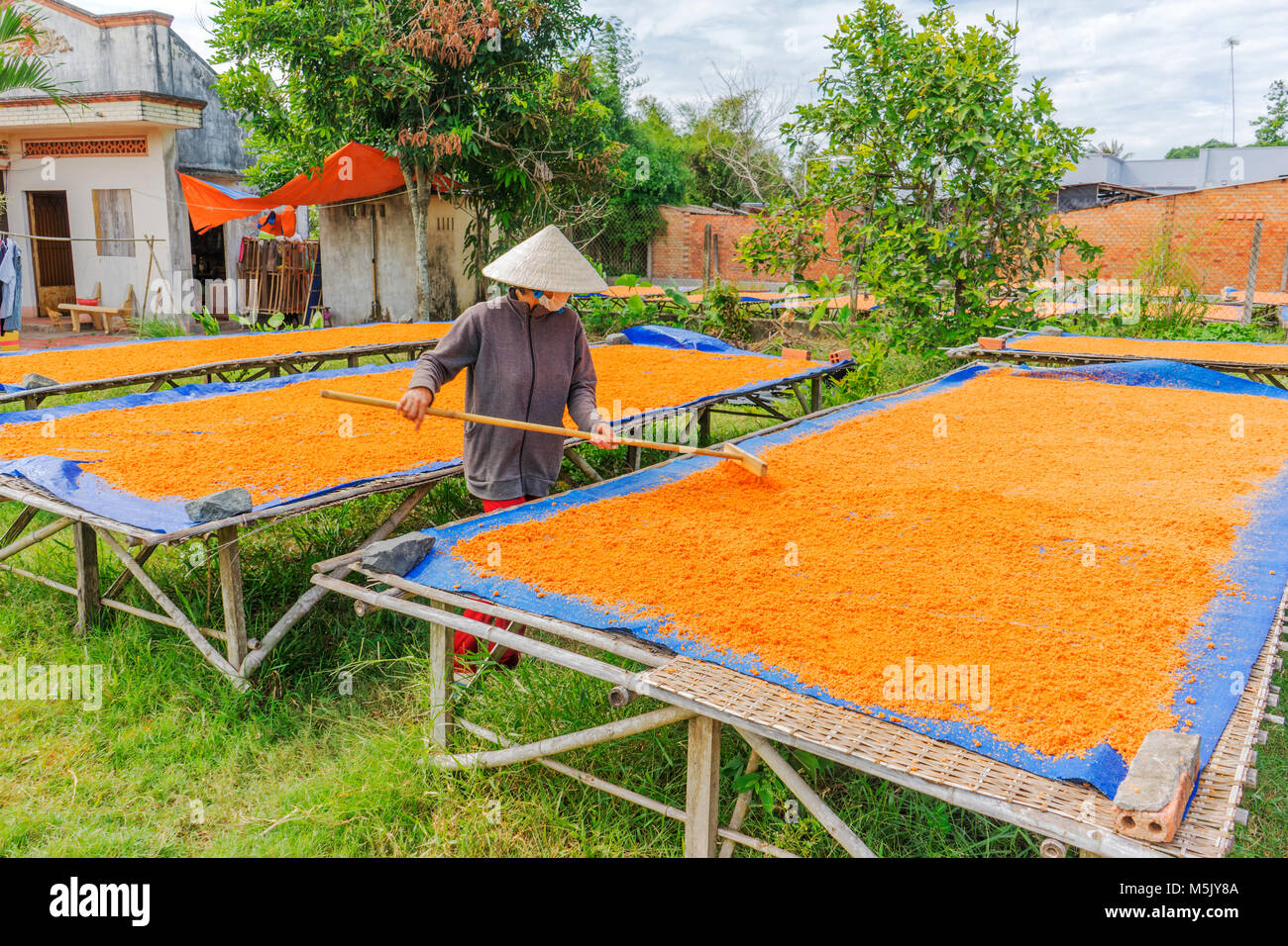 Processing Tây Ninh shrimp salt (muoi tom) of Vietnamese cuisine. Tay ...