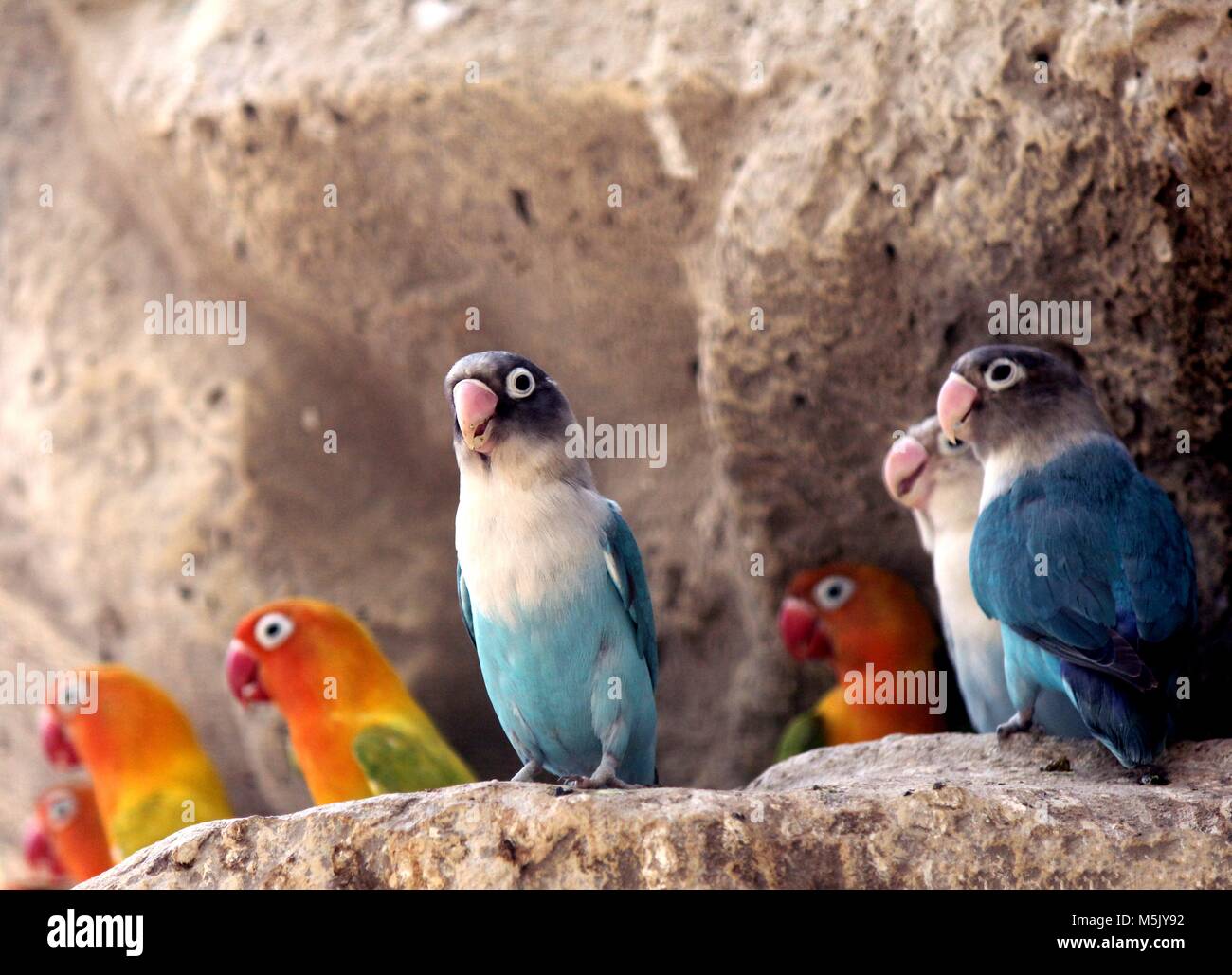 Parrots in al areen hi-res stock photography and images - Alamy