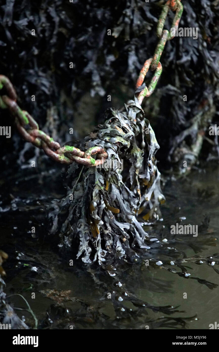 Chain rack hi-res stock photography and images - Alamy