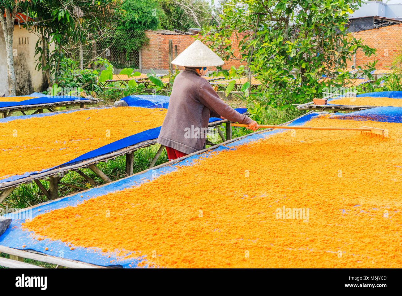 Processing Tây Ninh shrimp salt (muoi tom) of Vietnamese cuisine. Tay ...