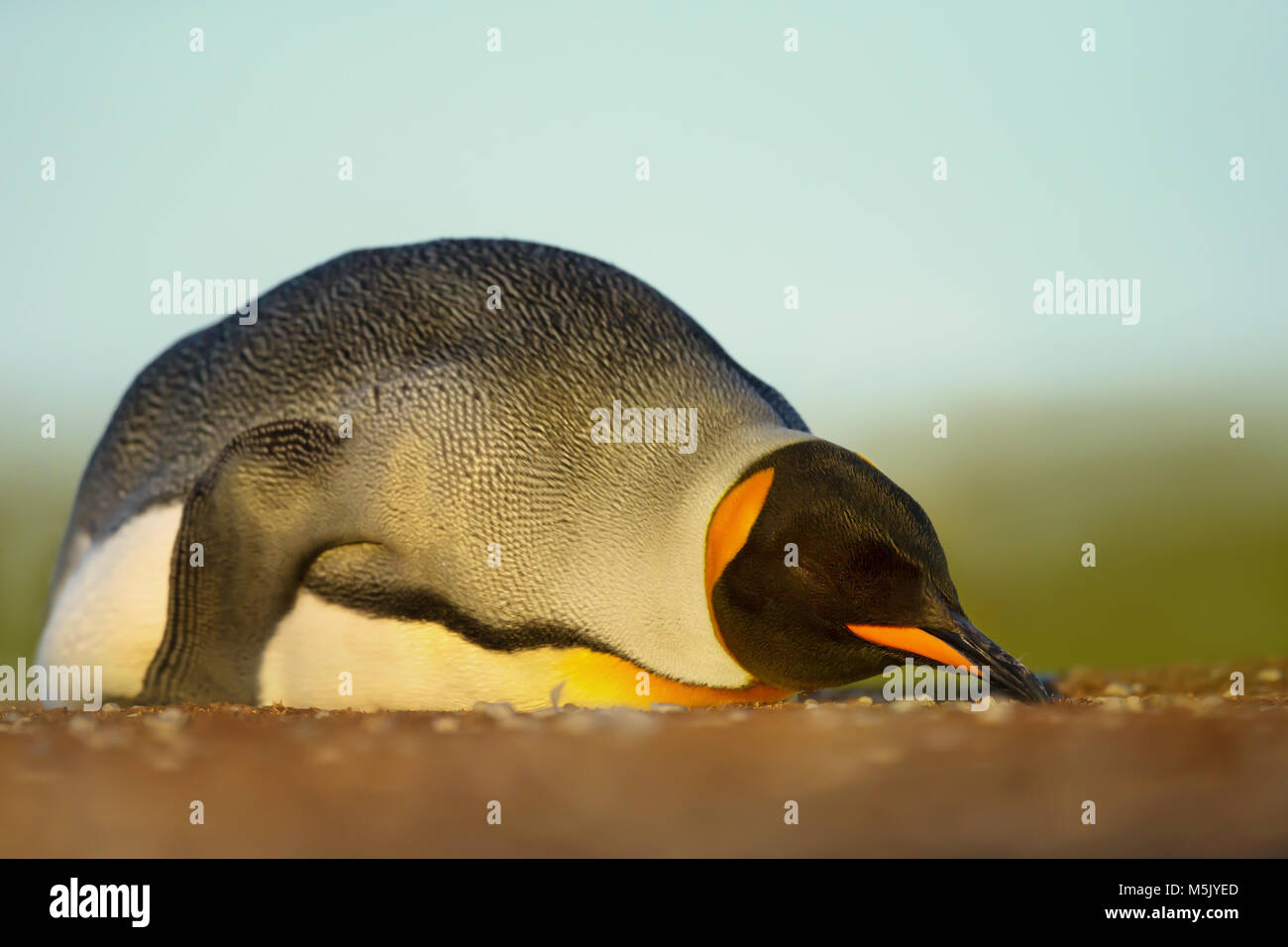 King penguin sleeping hi-res stock photography and images - Alamy