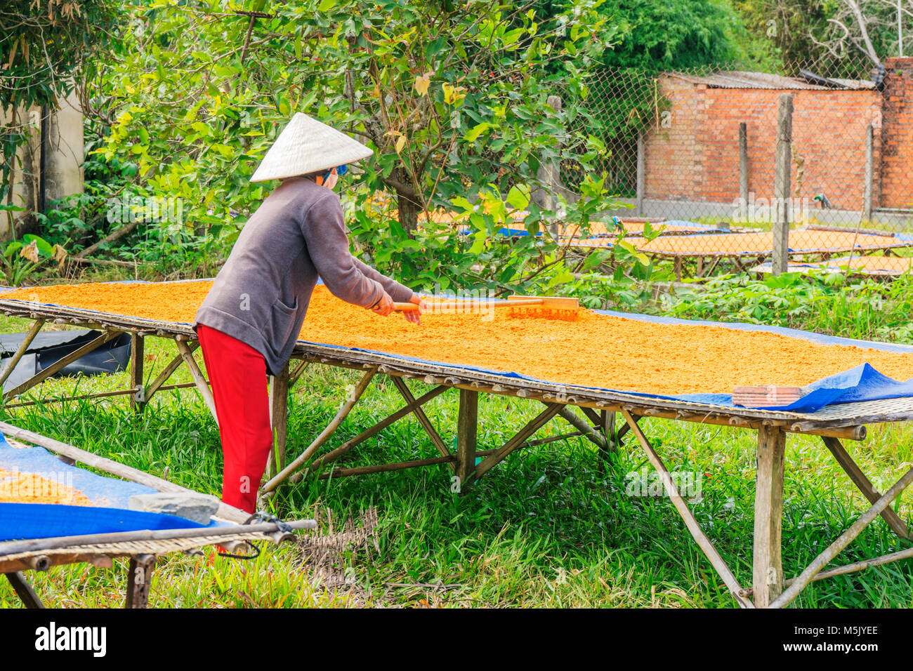 Processing Tây Ninh shrimp salt (muoi tom) of Vietnamese cuisine. Tay ...