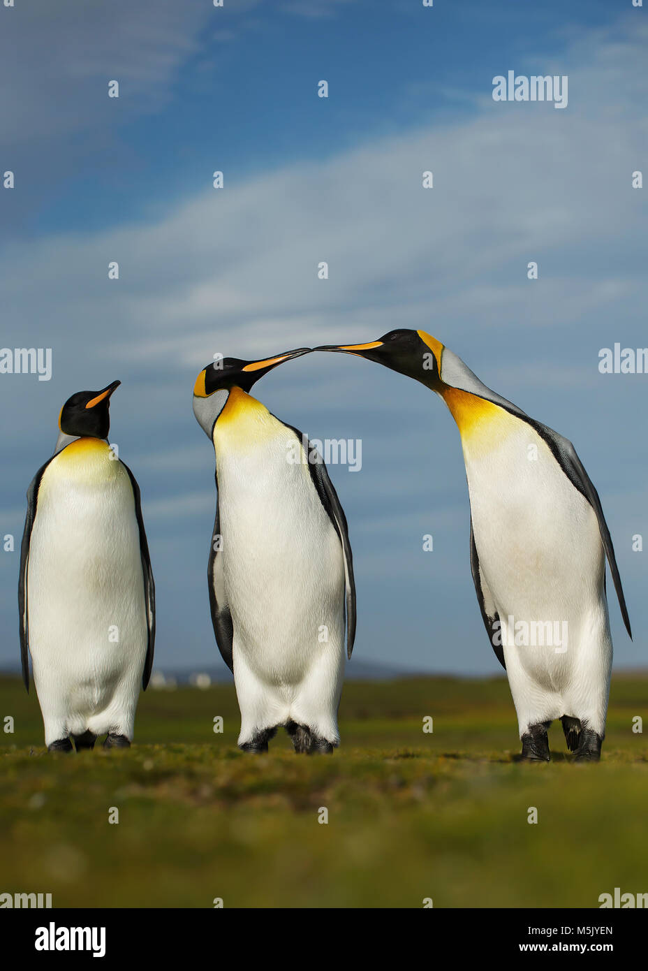 Three King penguins displaying aggressive behavior during mating season ...