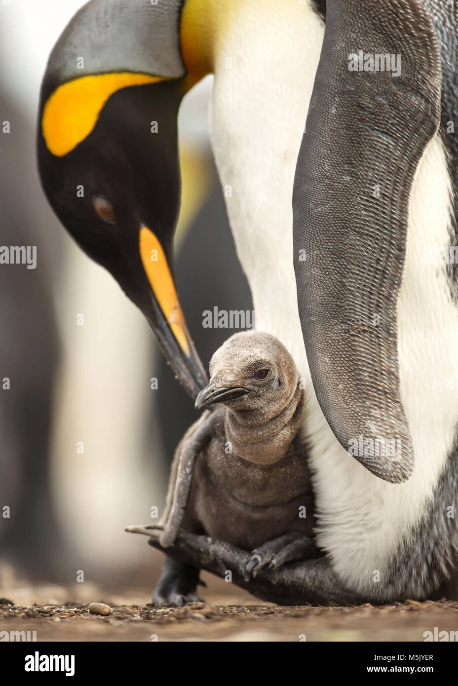 Close up of King penguin chick sitting on the feet of its parent ...