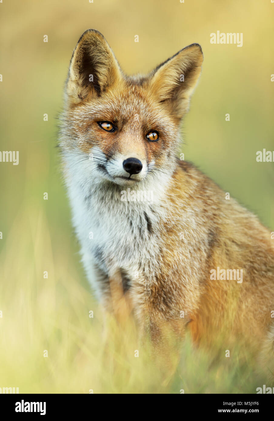 Beautiful red fox hi-res stock photography and images - Alamy