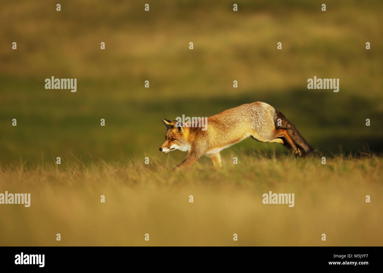 Red fox running hi-res stock photography and images - Alamy