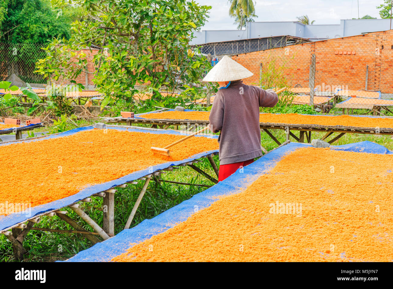 Processing Tây Ninh shrimp salt (muoi tom) of Vietnamese cuisine. Tay ...