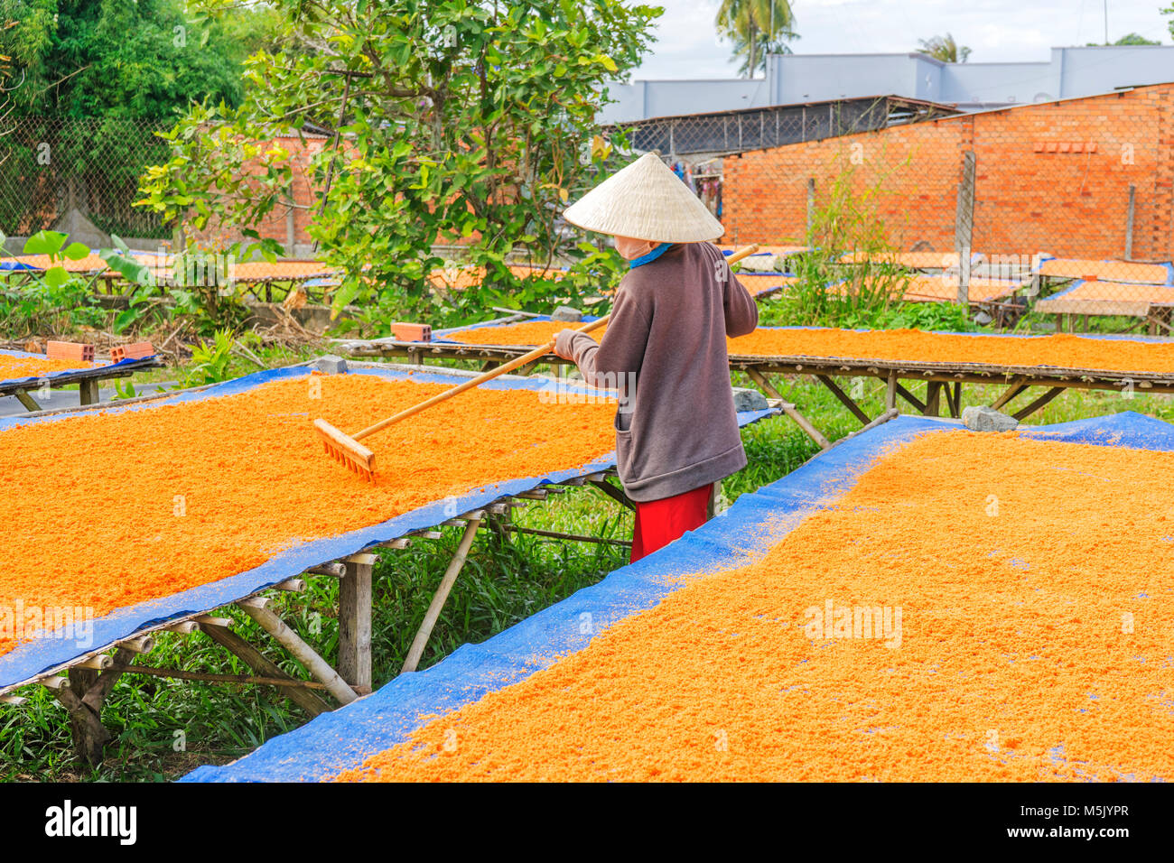 Processing Tây Ninh shrimp salt (muoi tom) of Vietnamese cuisine. Tay ...