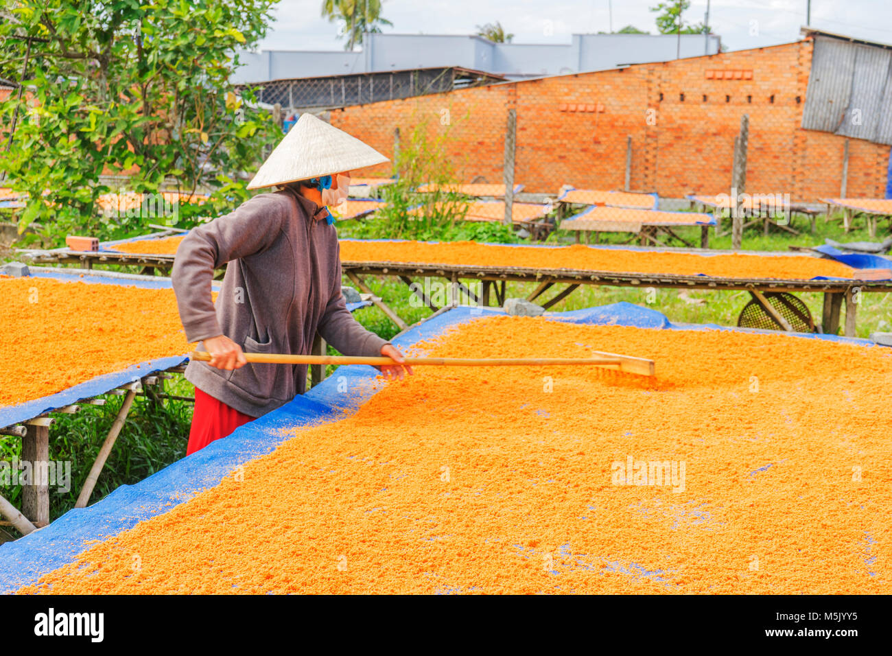 Processing Tây Ninh shrimp salt (muoi tom) of Vietnamese cuisine. Tay ...