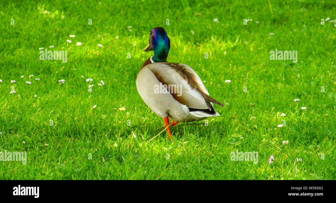 Running ducks park hi-res stock photography and images - Alamy