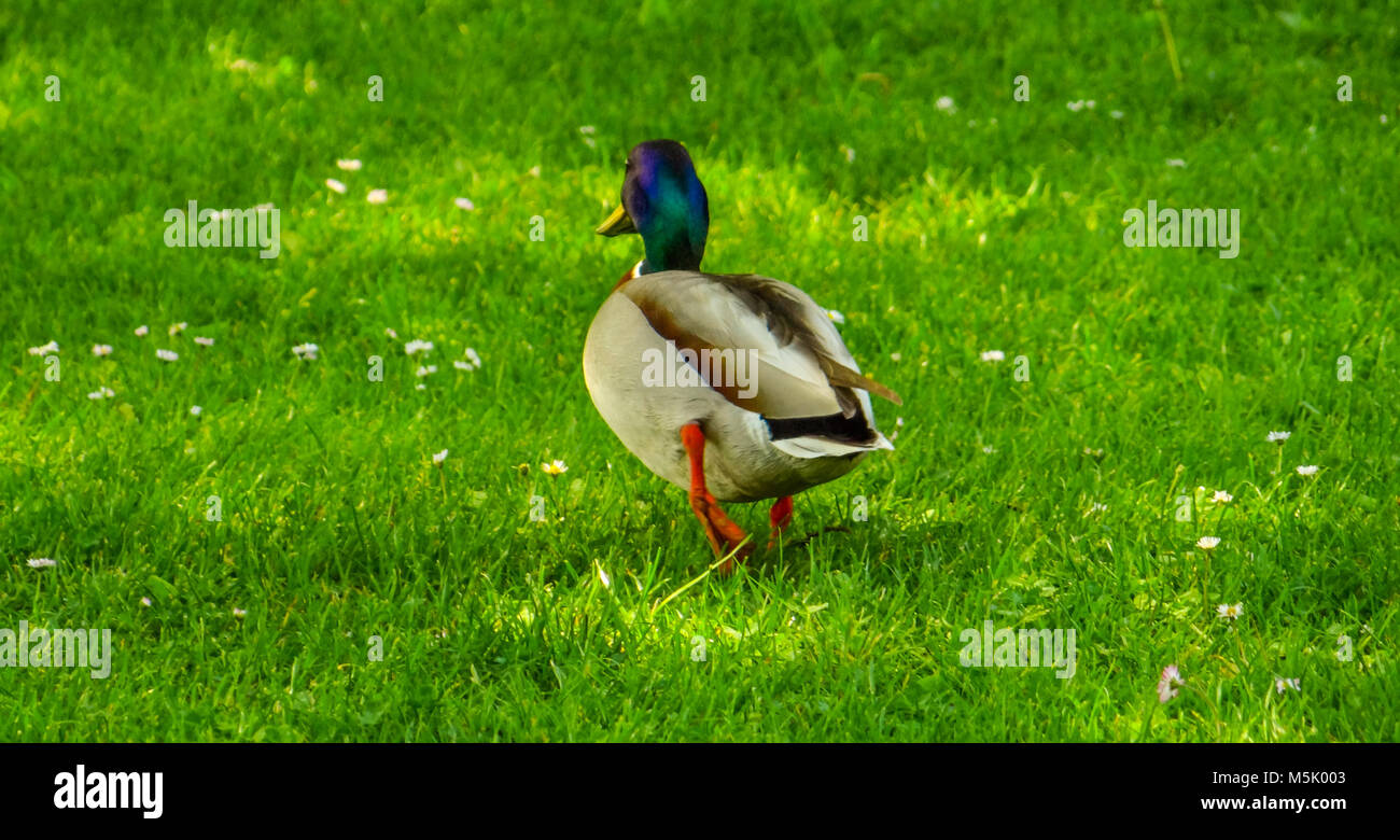 Mallard, wild duck is running in the grass Stock Photo - Alamy