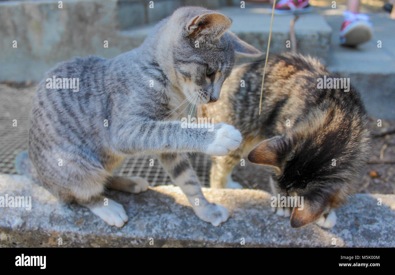 Two Baby cats playing with each other Stock Photo - Alamy