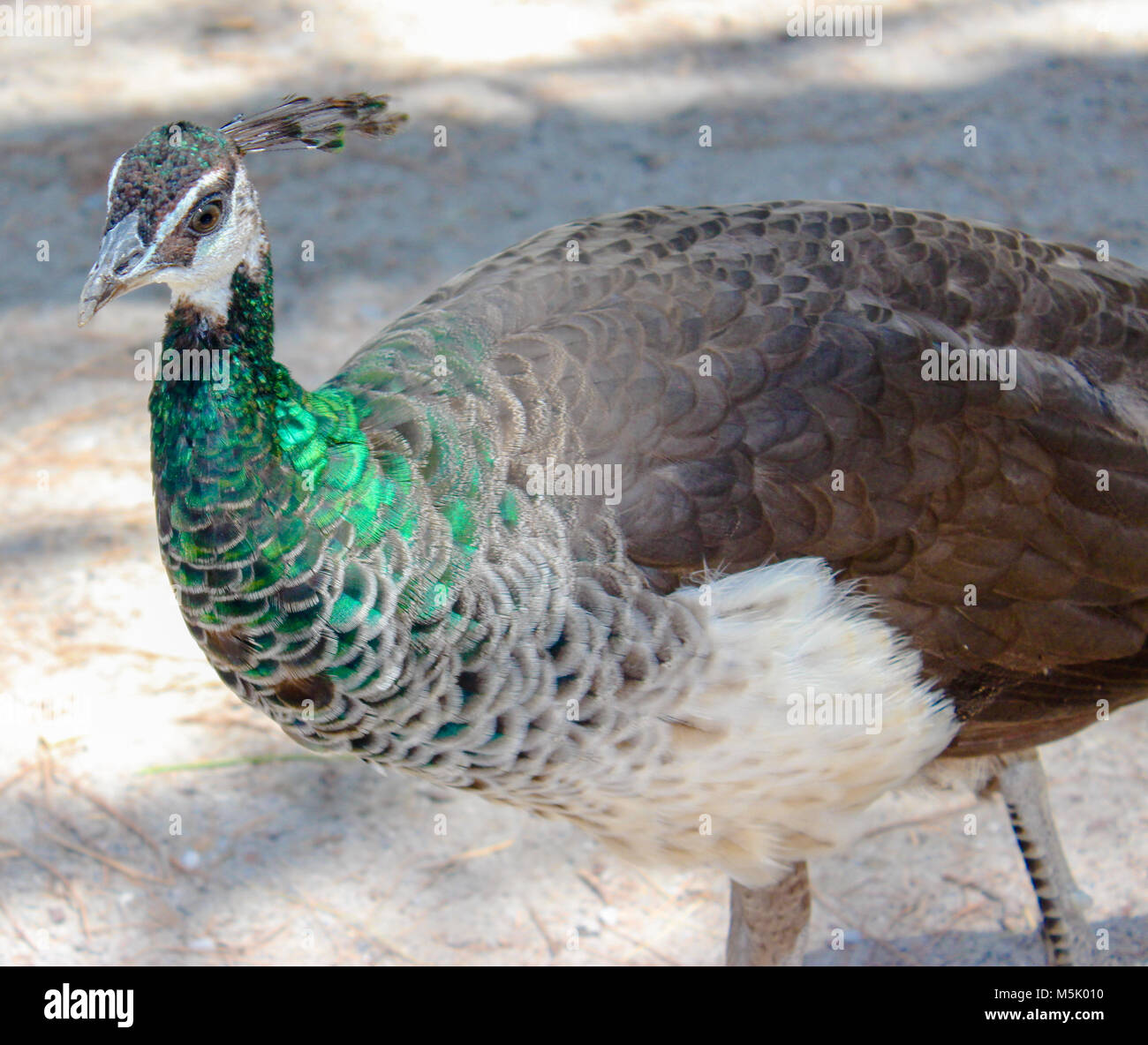 Beautiful peacock with green neck in Plaka Forest, Kos, Greece Stock ...