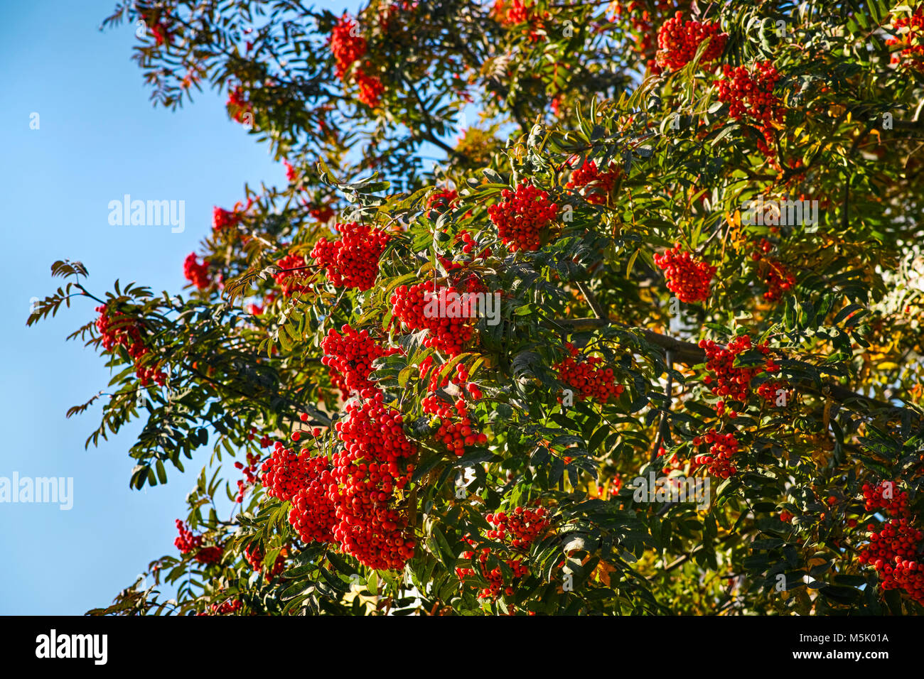 Rowan tree with berry against blue sky. Close-up Stock Photo - Alamy