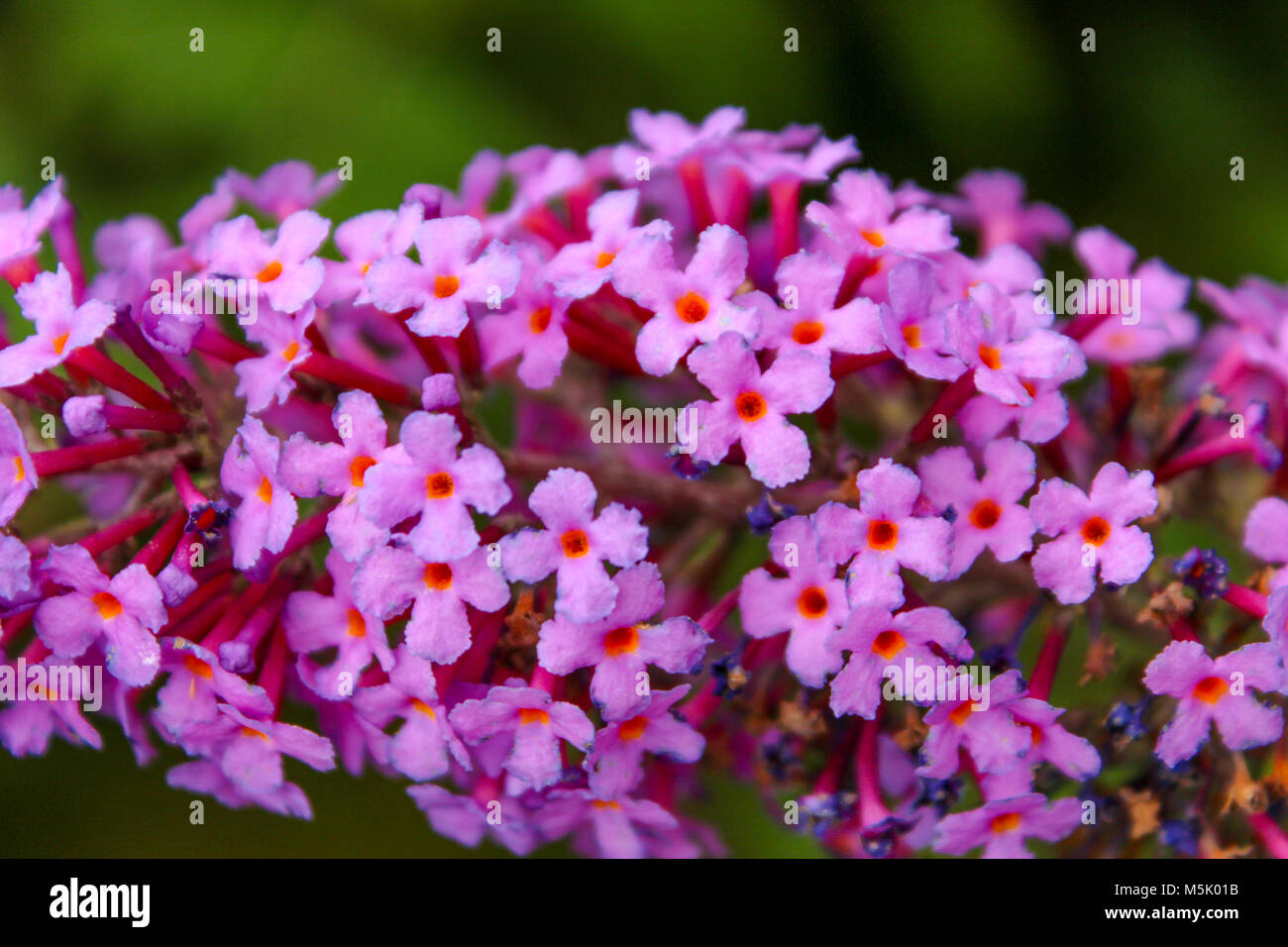 Beautiful pink flower in a garden in nature Stock Photo - Alamy
