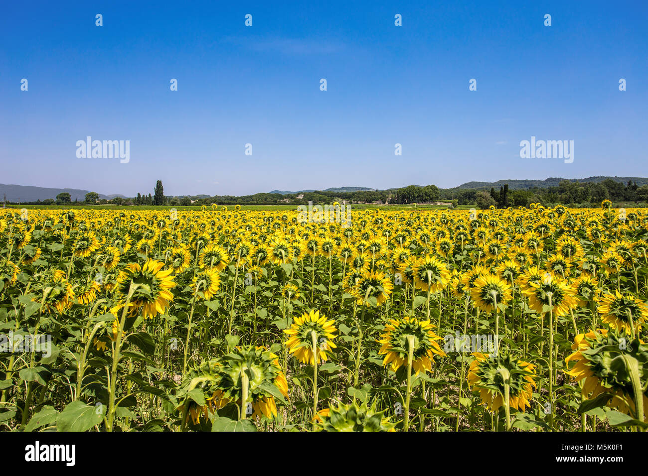 Sunflowers field, Provence, France Stock Photo - Alamy