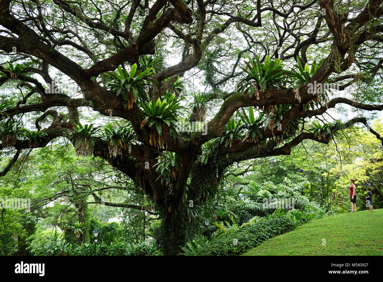 Mother and son standing under a giant tree on a hill in Fort Canning ...
