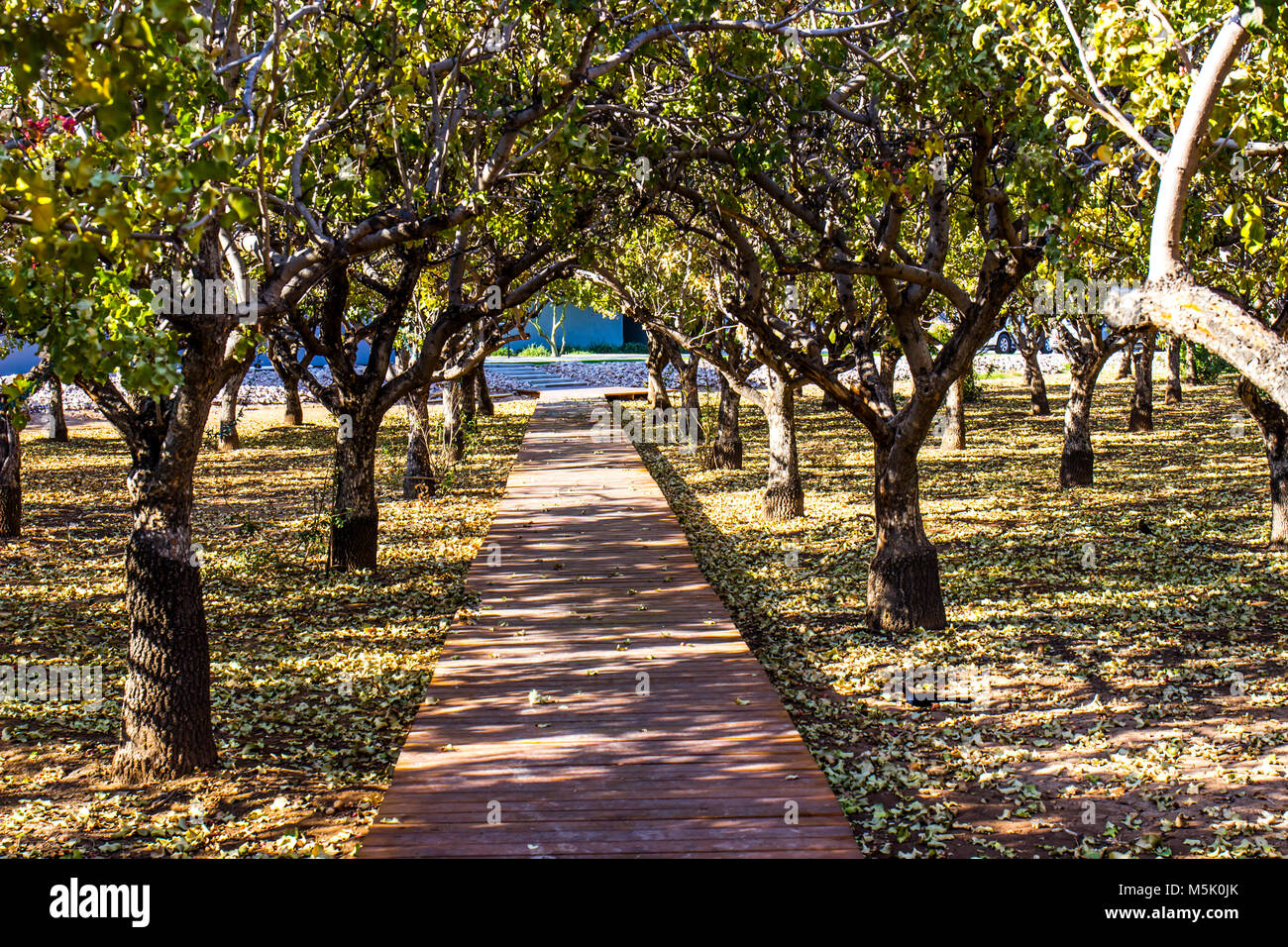 Wooden Pathway Through Grove Of Trees Stock Photo - Alamy