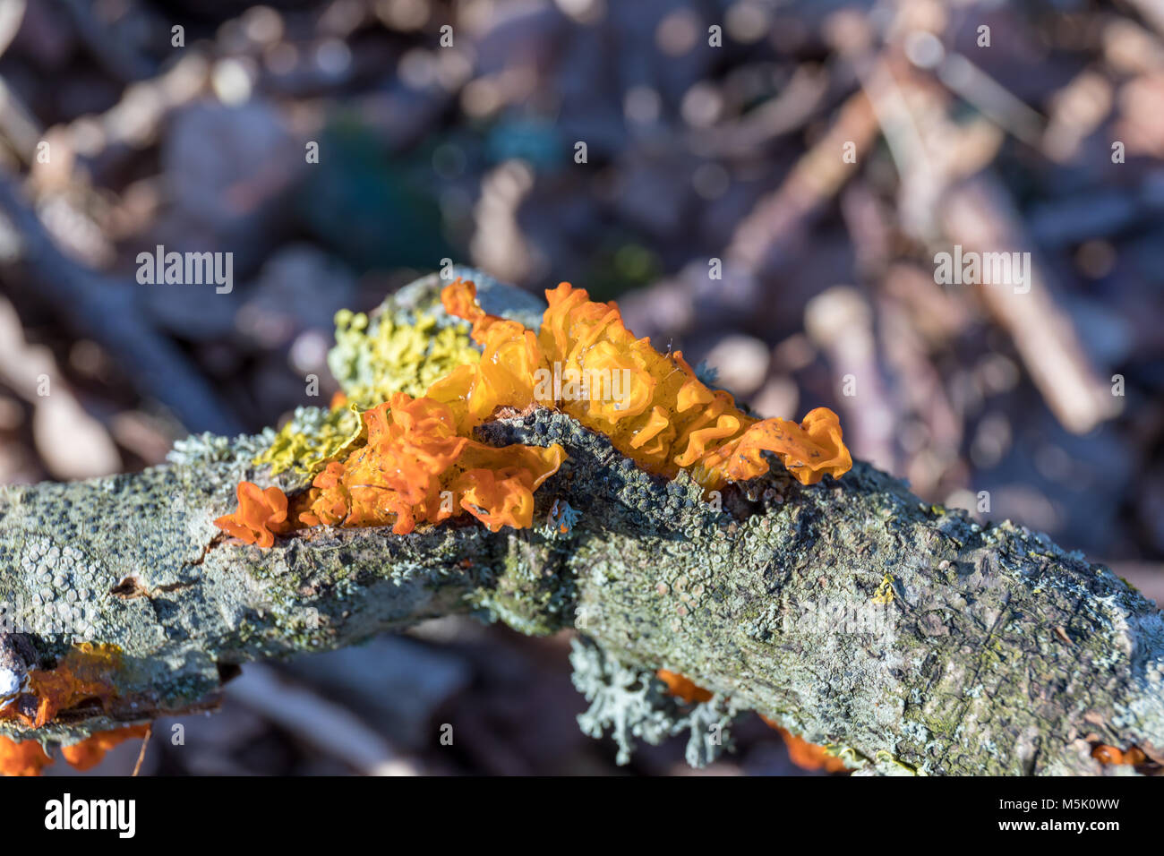 Golden jelly fungus hi-res stock photography and images - Alamy