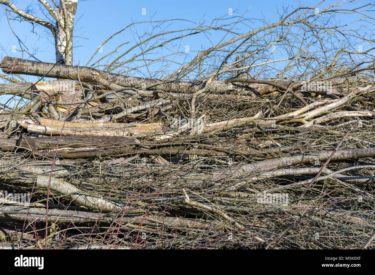 Tree pile hi-res stock photography and images - Alamy