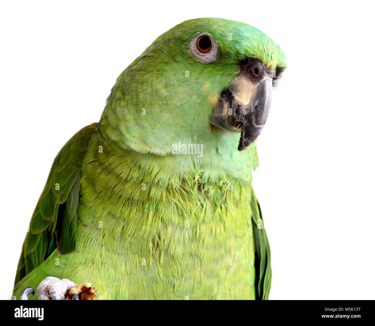 Yellow nape amazon parrot eating walnut isolated on white background ...