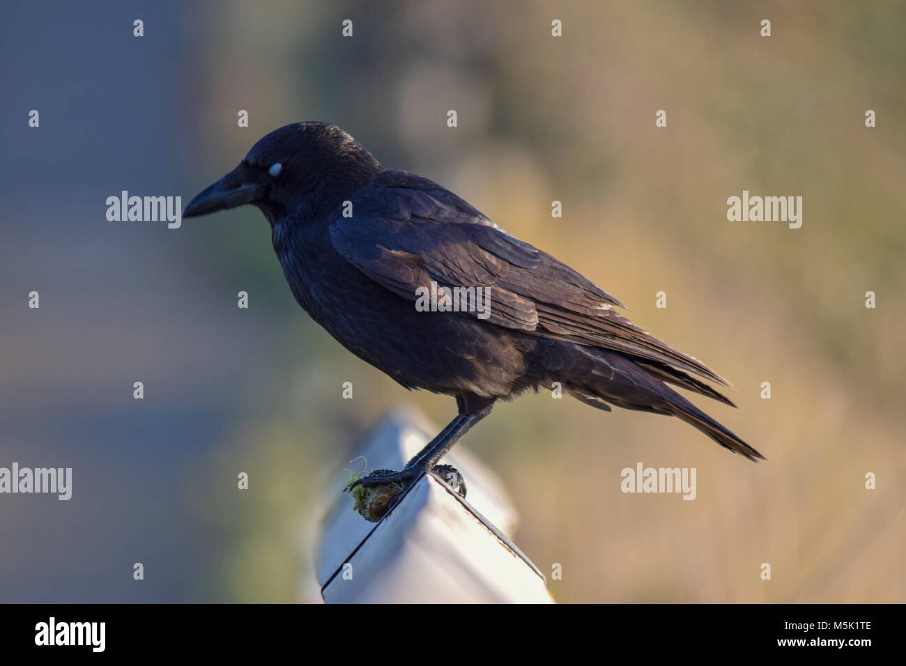 Crow eating seafood Stock Photo - Alamy
