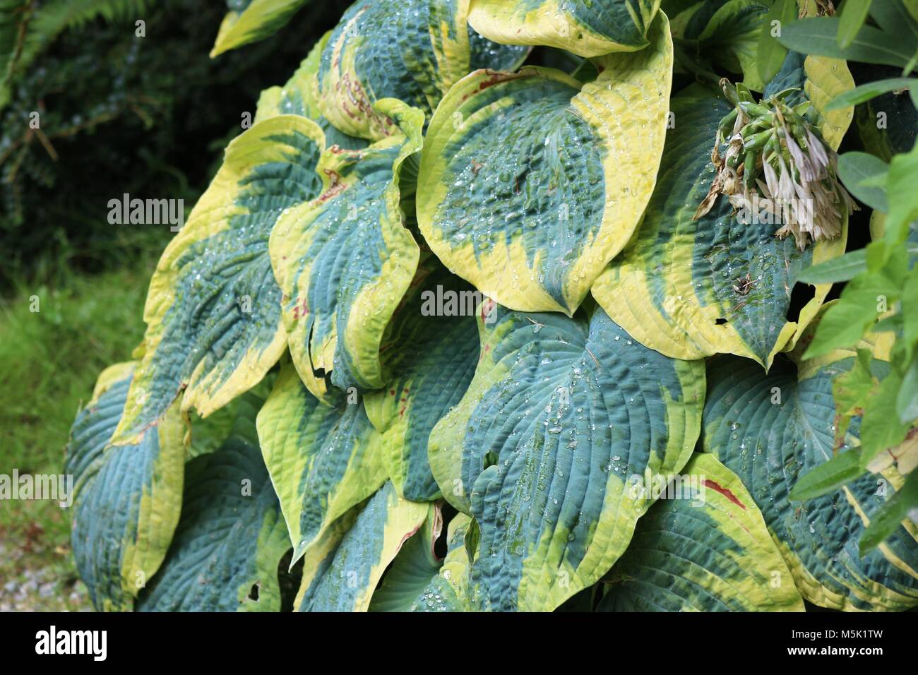 Fall leves hi-res stock photography and images - Alamy