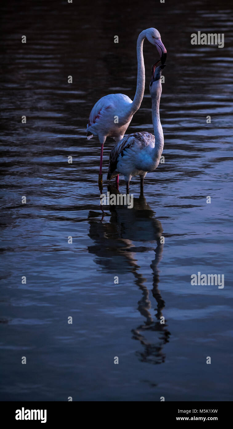 mature flamingo feeding chick Stock Photo - Alamy