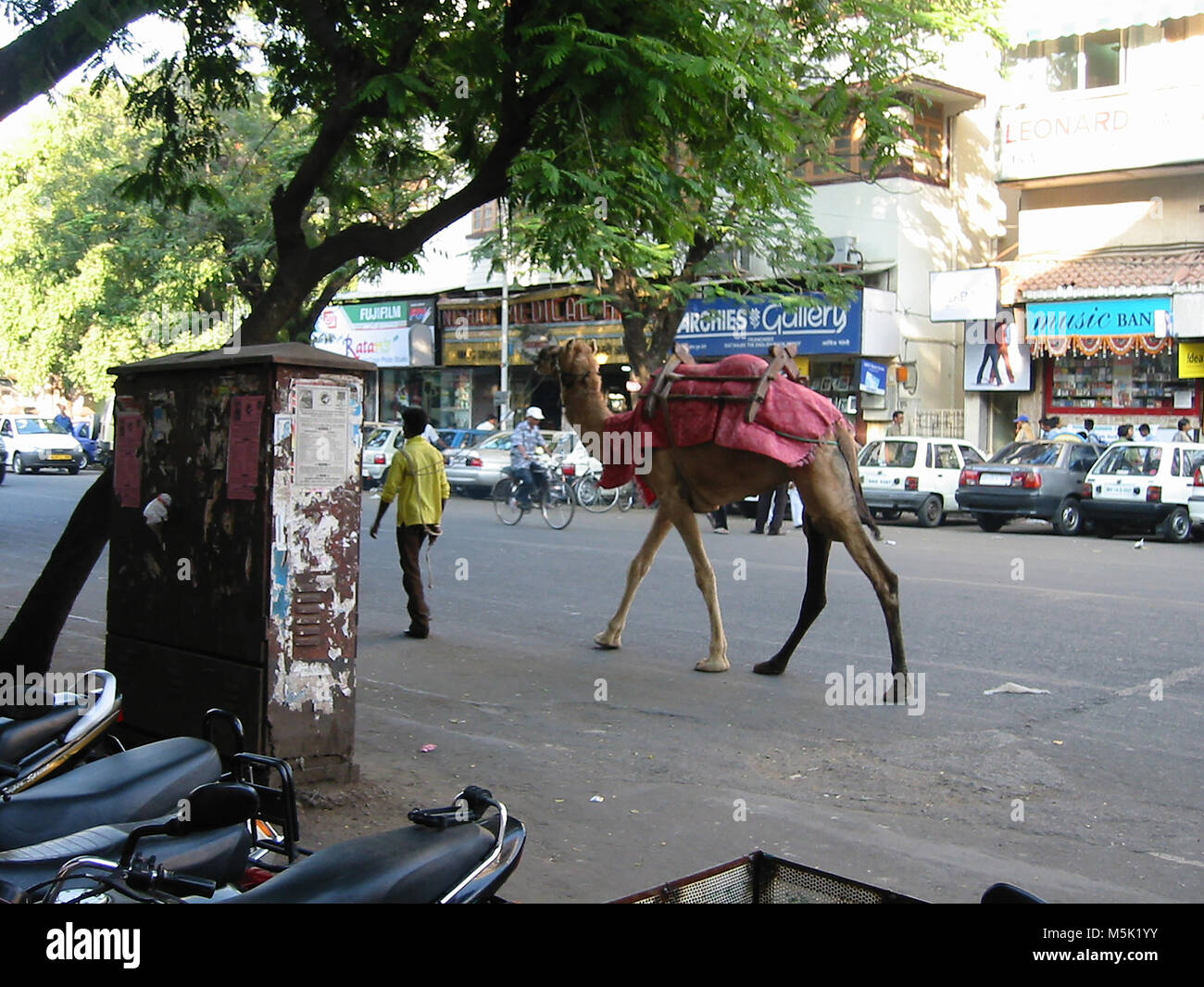 Dromedary or arabian camel hi-res stock photography and images - Alamy