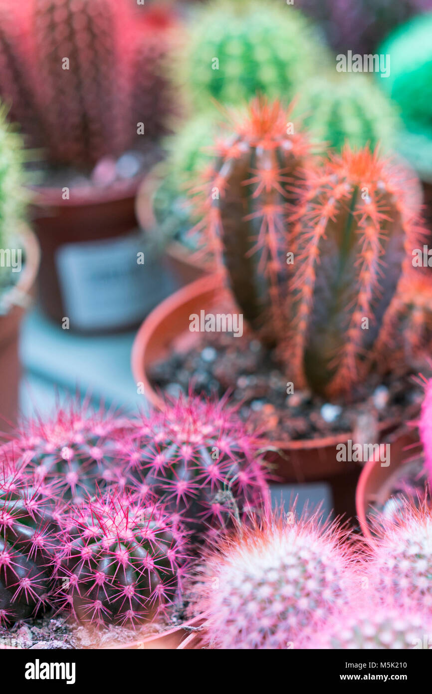 Tropicalclimate hi-res stock photography and images - Alamy