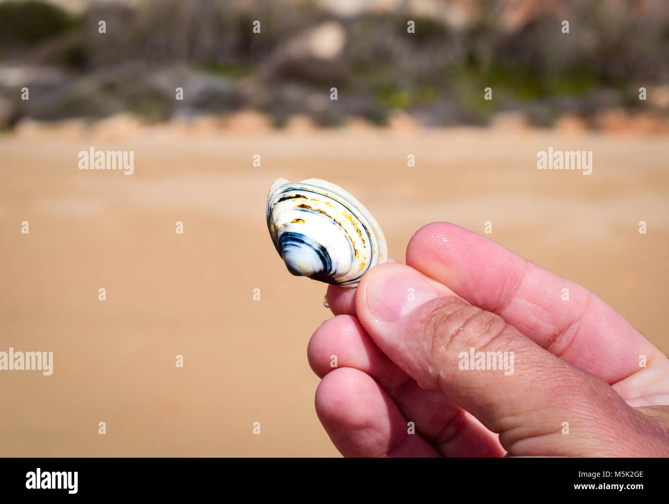 Shell finger hi-res stock photography and images - Alamy