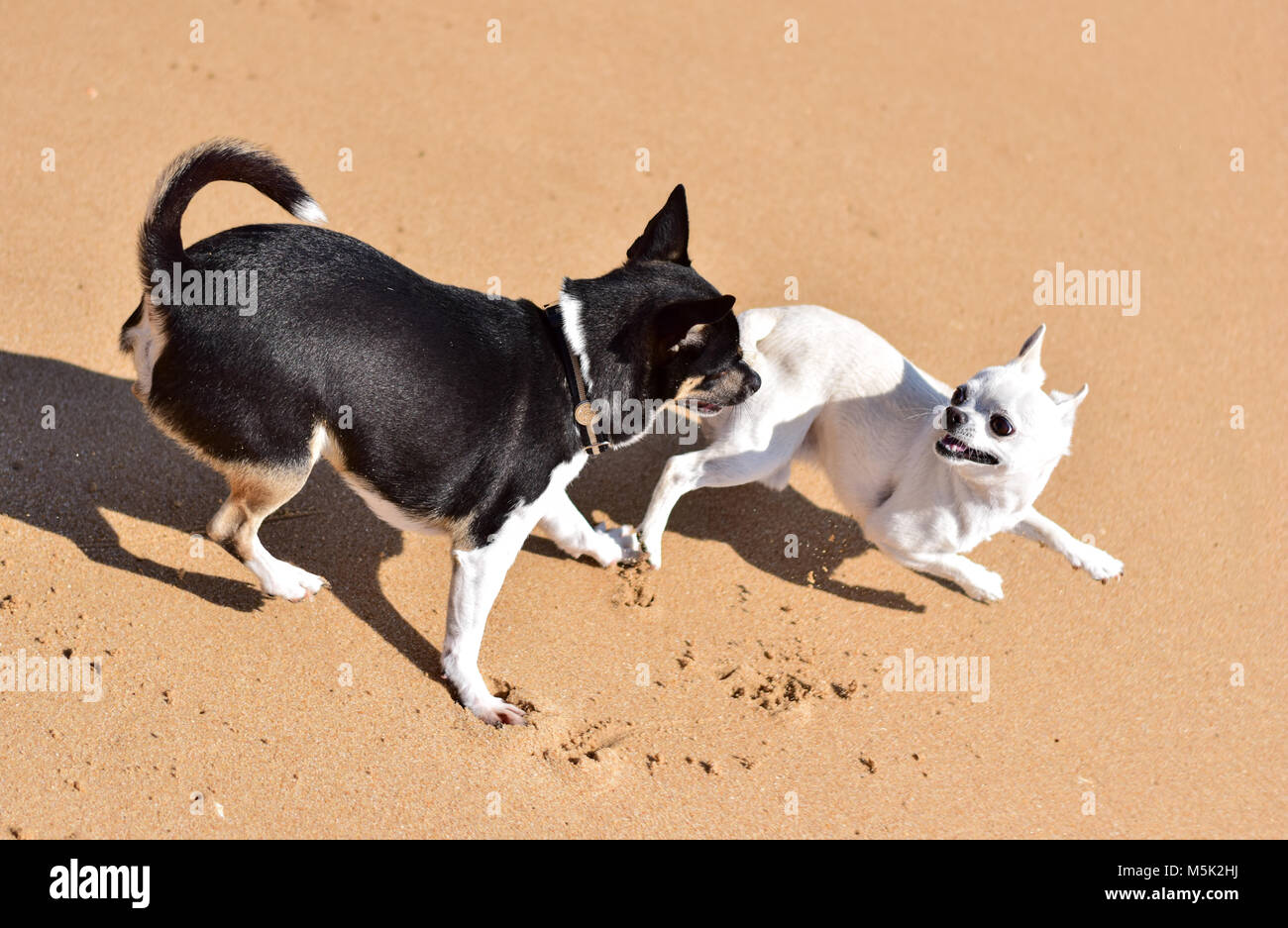 Two dogs playing on the beach Stock Photo - Alamy