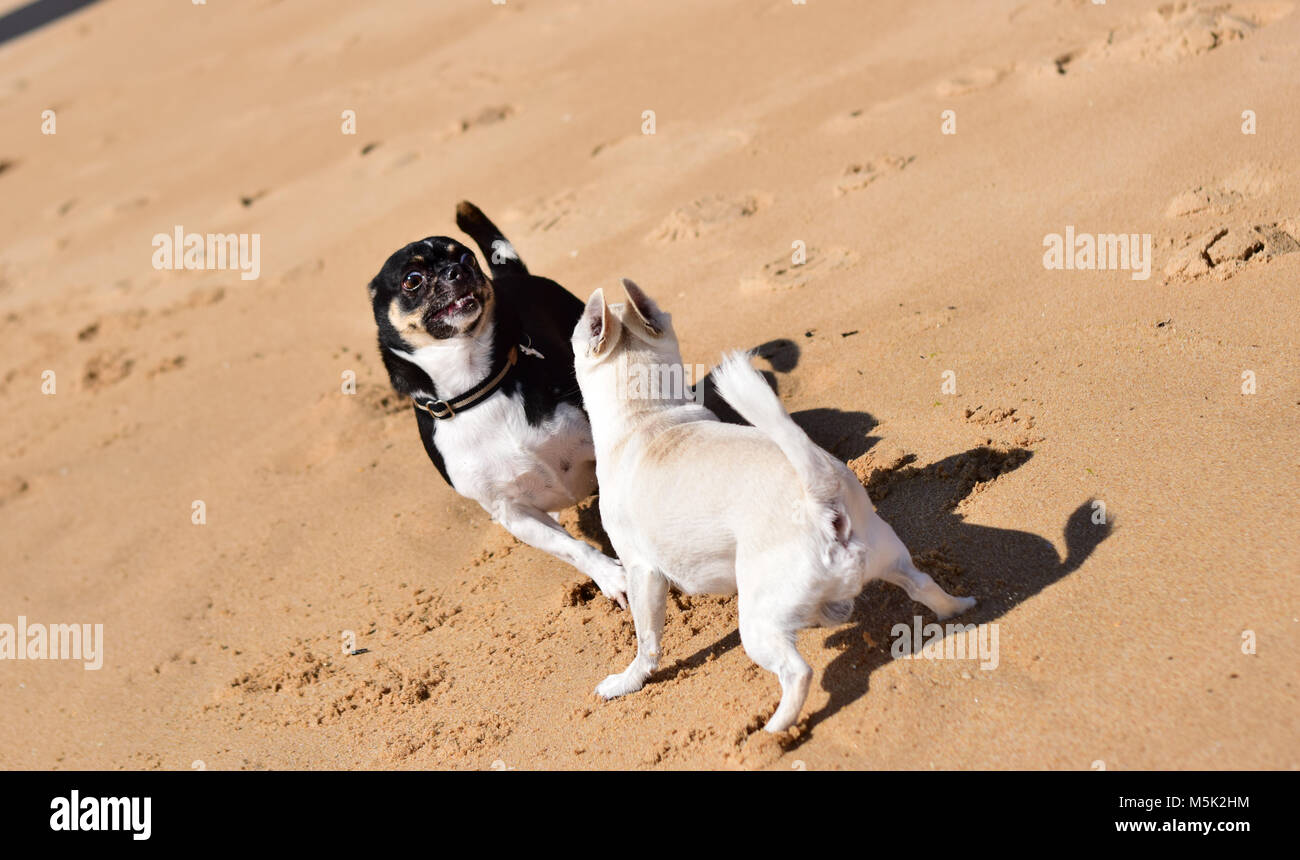 Two dogs playing on the beach Stock Photo - Alamy