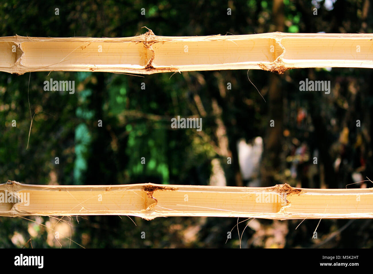 Focussed view of a half bamboo in a bright sunny day Stock Photo - Alamy