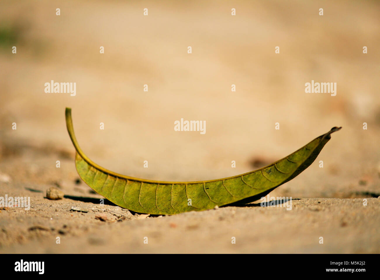 A leaf on floor in a focussed view Stock Photo - Alamy