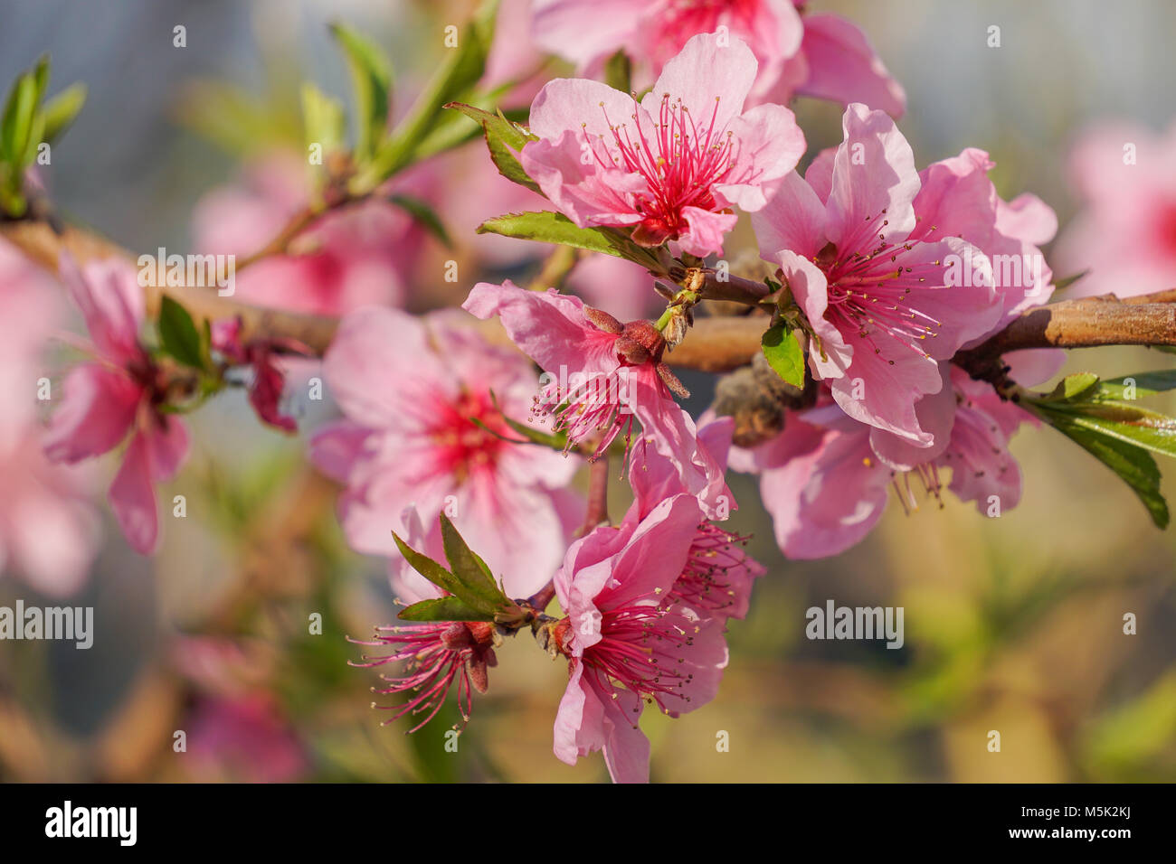 Japanese almond tree hi-res stock photography and images - Alamy