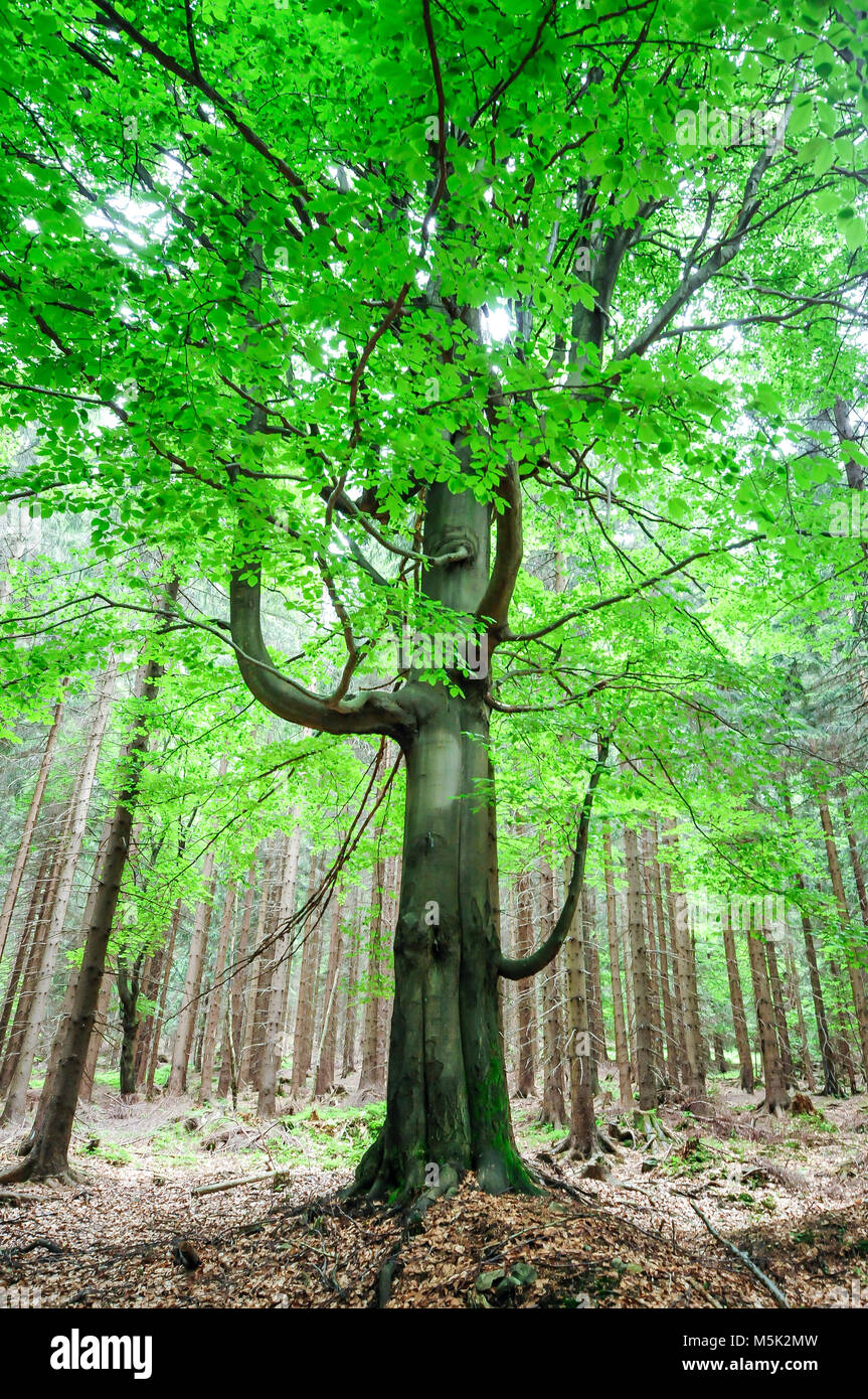 Spring, big green tree Stock Photo - Alamy