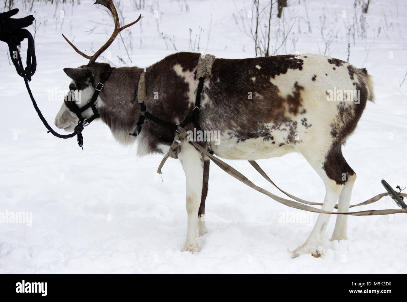 One-horned Reindeer Rangifer tarandus is in harness on holiday Stock ...